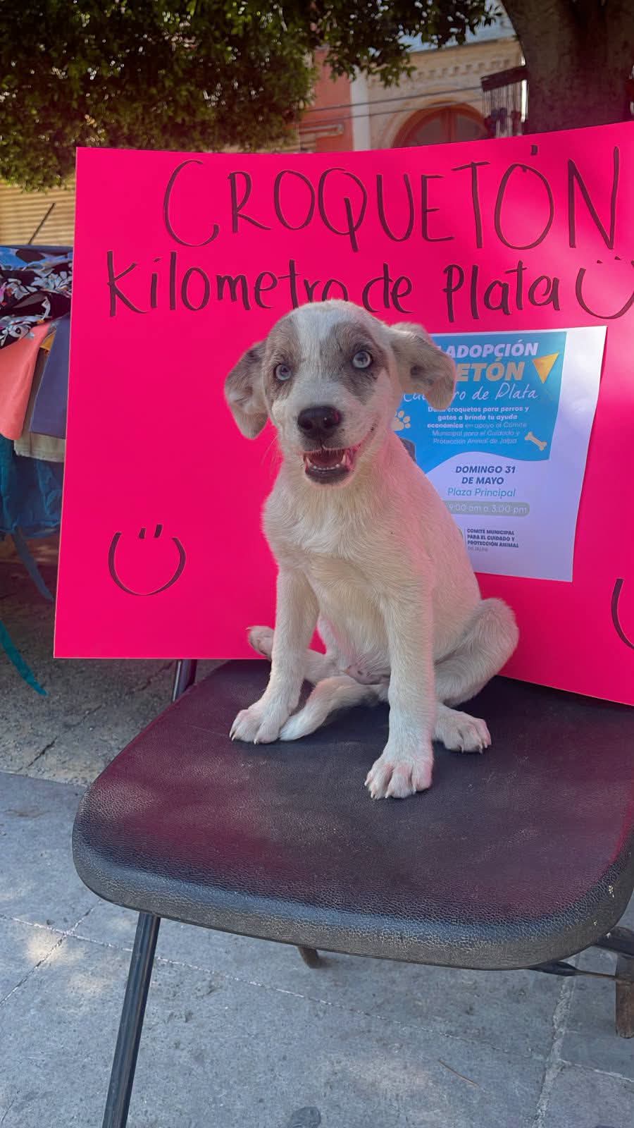 Encuentran hogar 4 animales en jornada de adopción celebrada en Jalpa ...